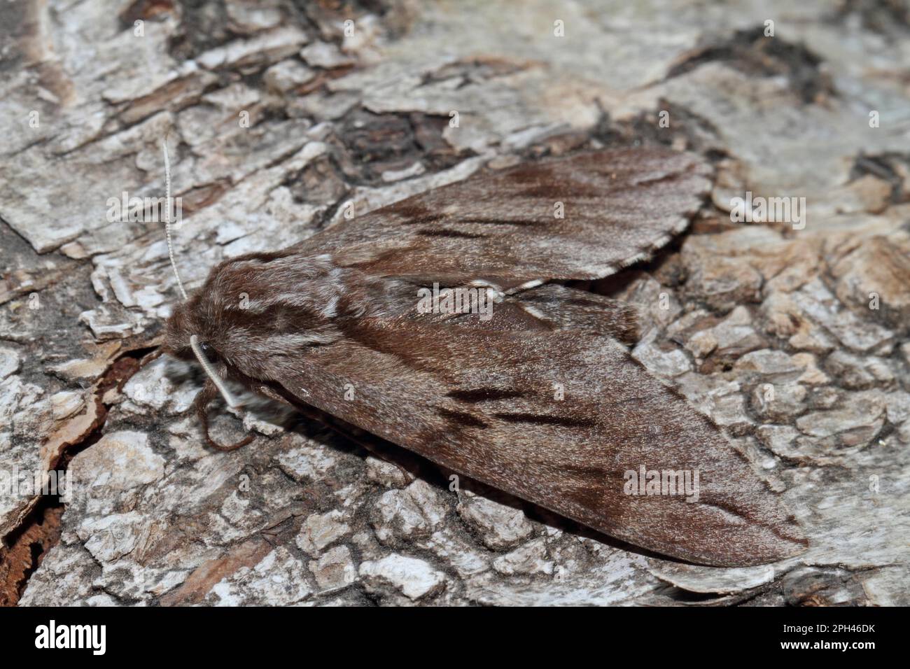 Pine Hawk Moth Stock Photo - Alamy