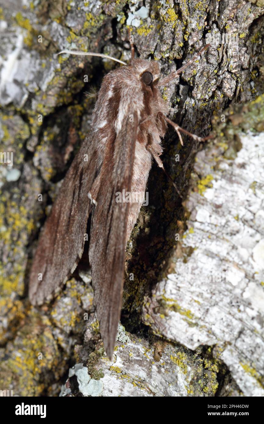 Animal insect moth hawk hi-res stock photography and images - Alamy