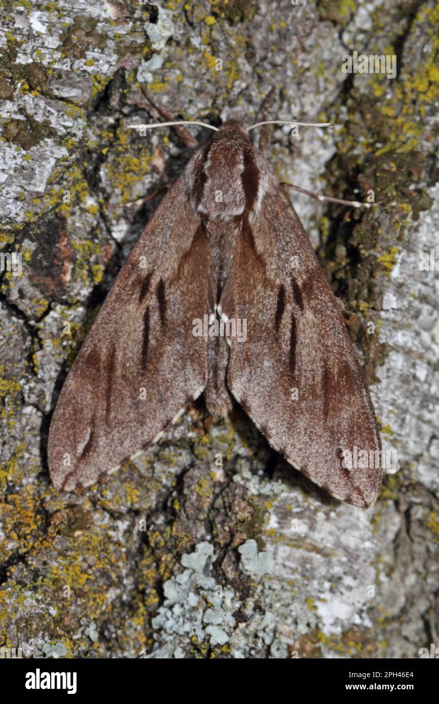 Pine Hawk Moth Stock Photo - Alamy