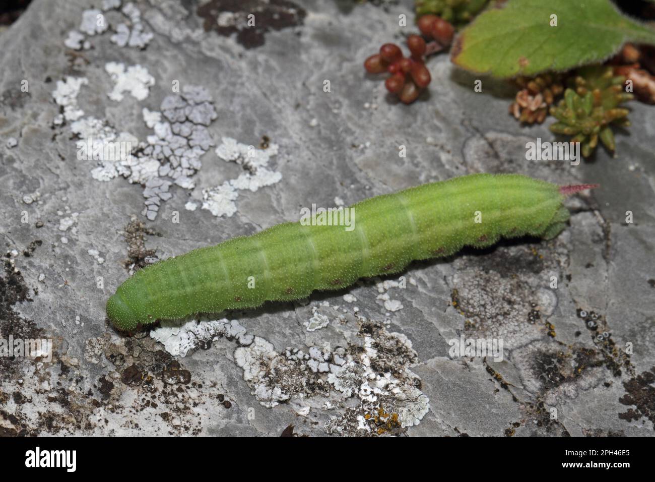 (Scabiosa) hawk moth Stock Photo - Alamy