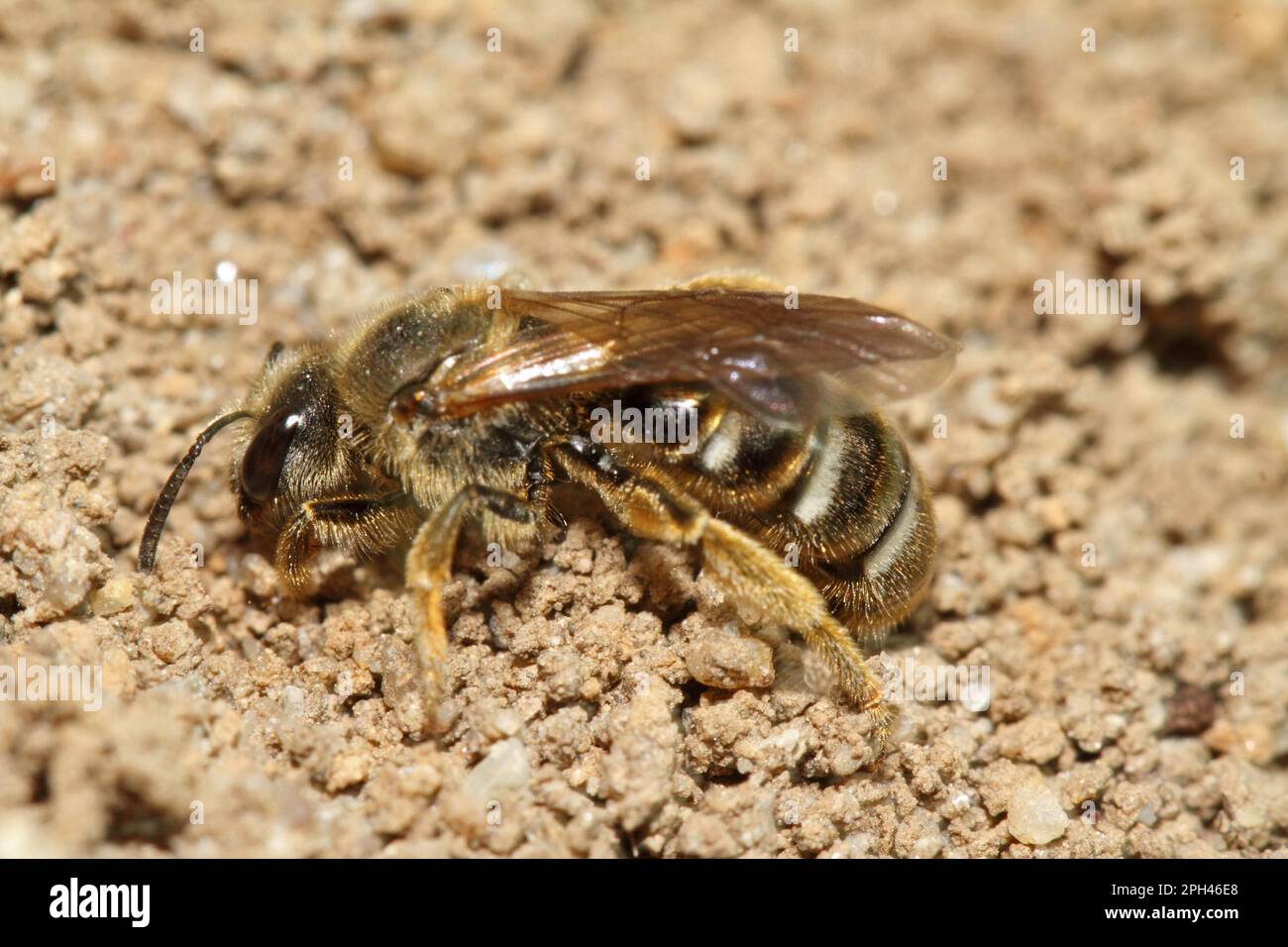 Common sand bee Stock Photo - Alamy
