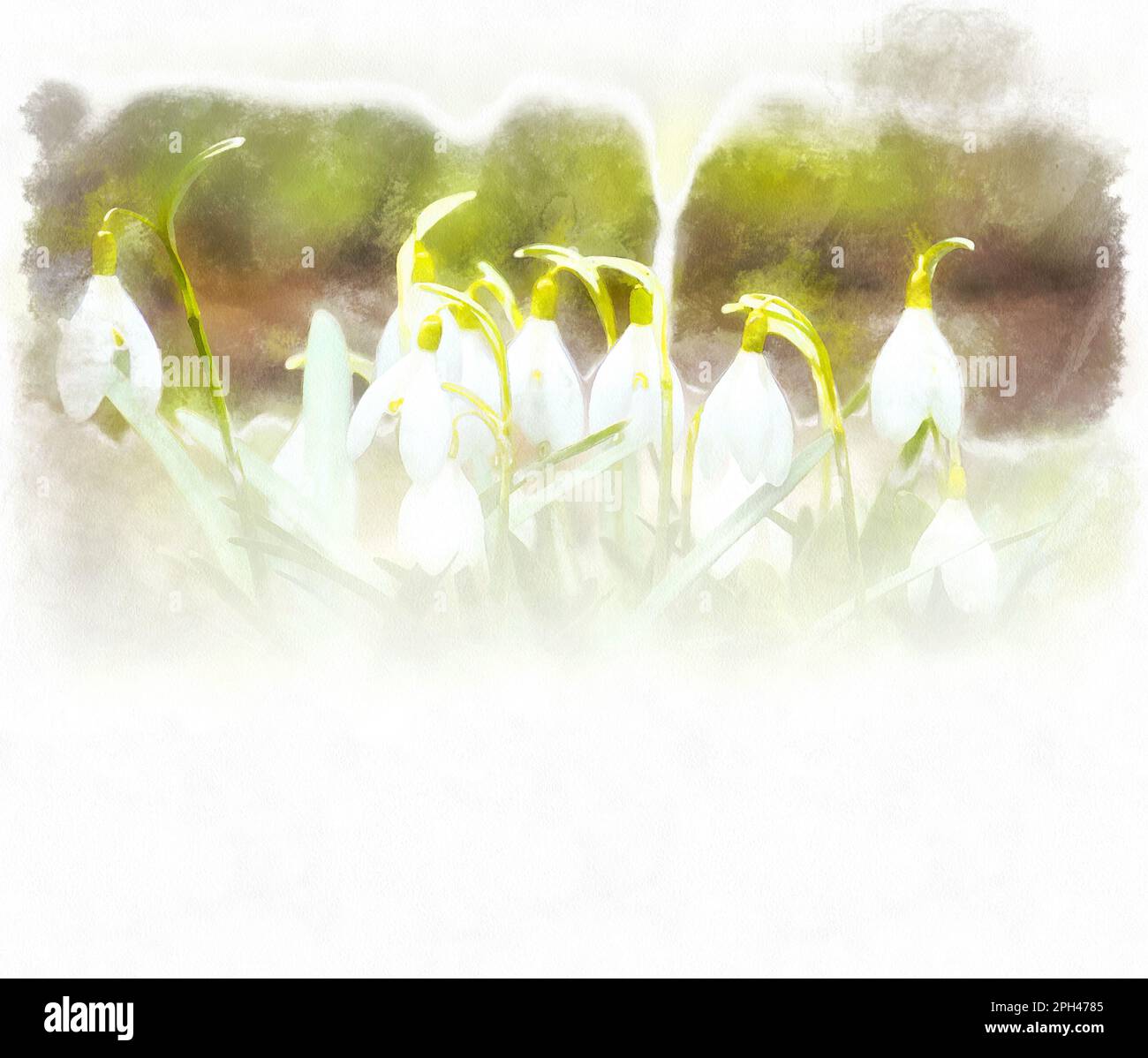 Early spring flowers snowdrops digital painting effect, photo ...