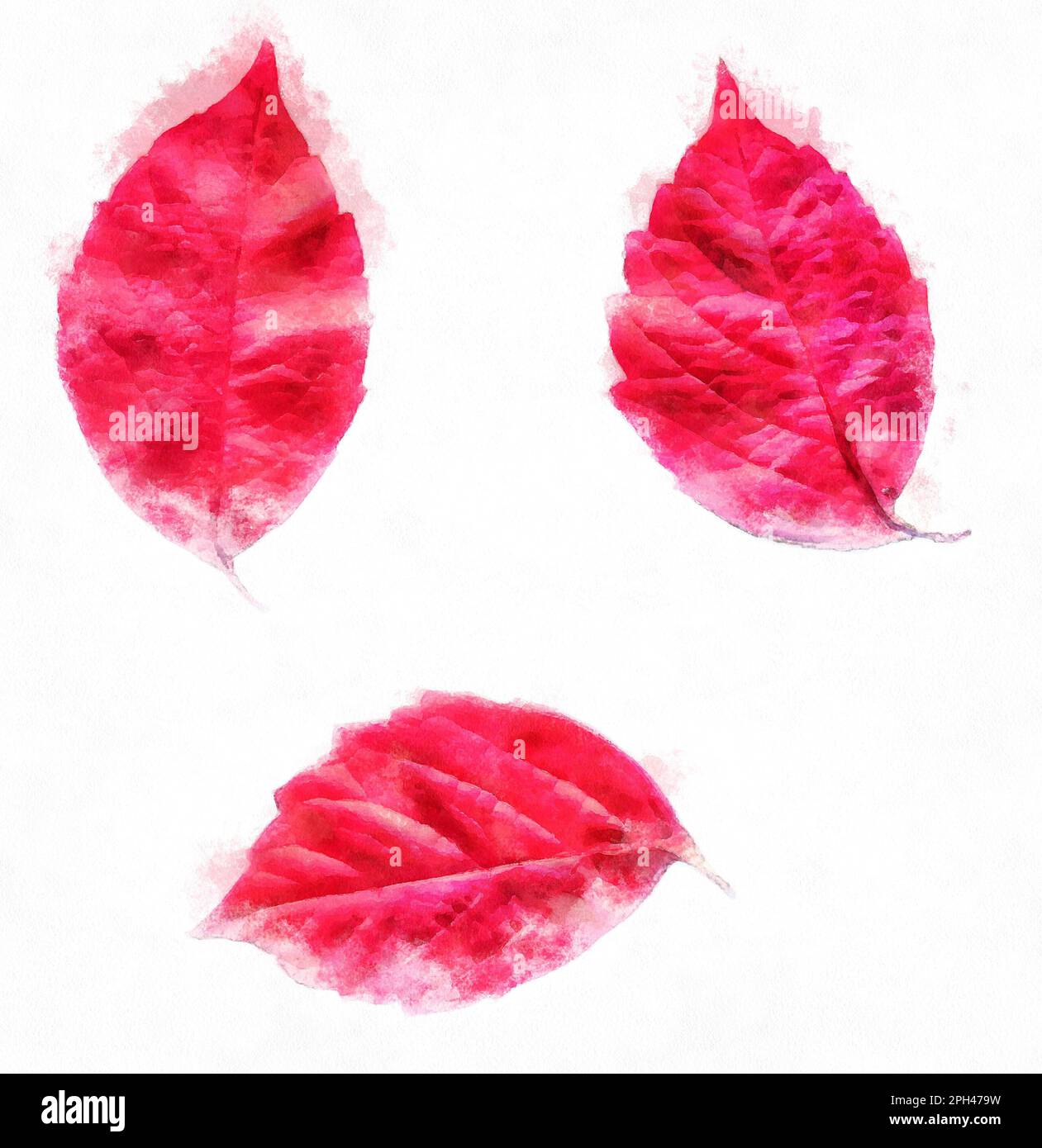 Bright red virginia creeper leaves, digital watercolor, photo ...