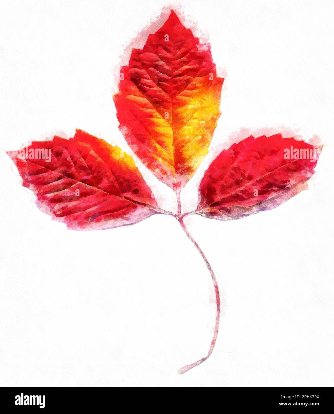 Bright red virginia creeper leaves, digital watercolor, photo ...