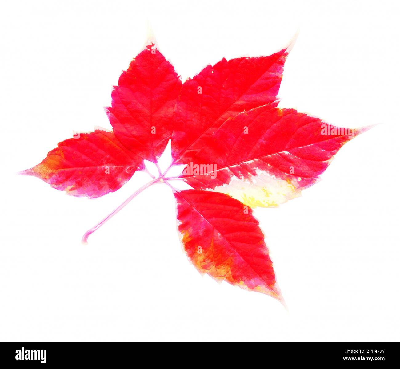 Bright red virginia creeper leaves, digital watercolor, photo ...