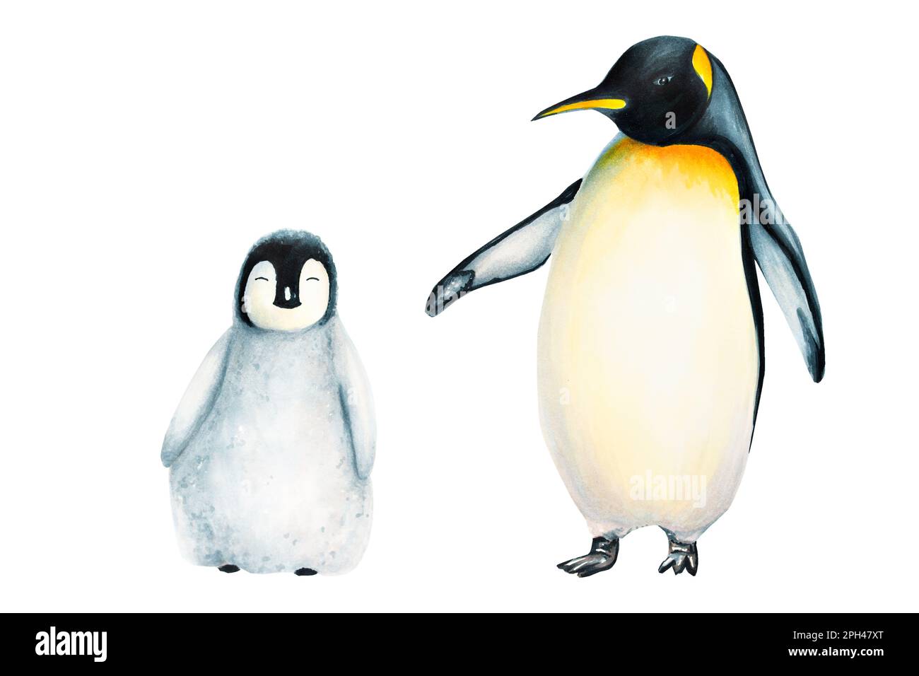 Watercolor king penguin family isolated on white background. Hand ...