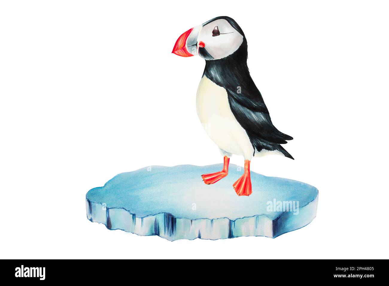 Watercolor puffin bird on an ice floe isolated on white background ...