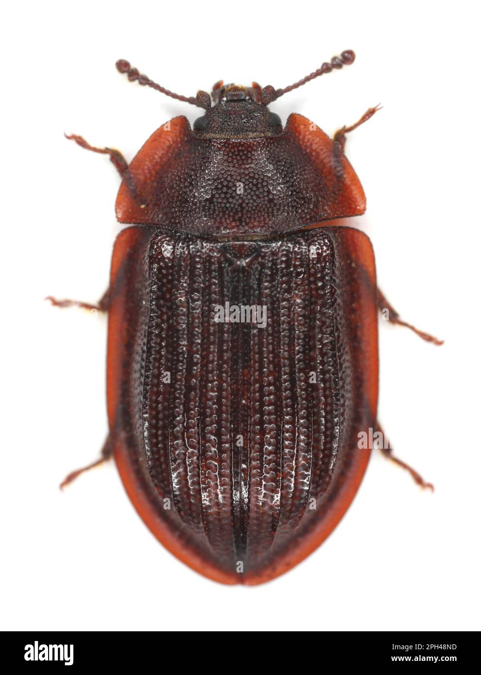 Bark-gnawing beetles (Trogossitidae), Ostoma, Peltis ferruginea. Beetle ...