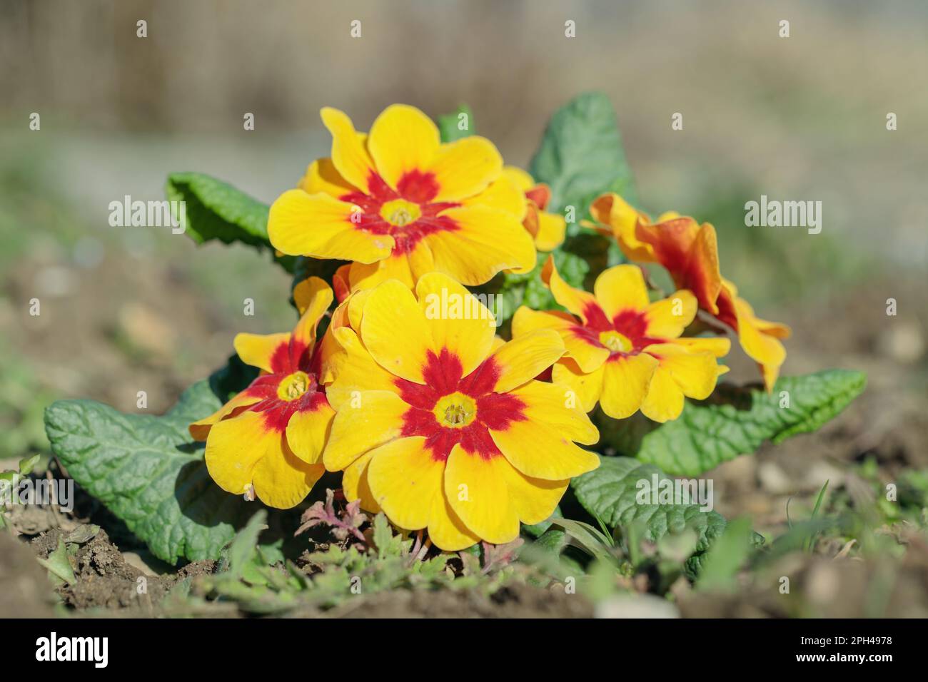 Red and yellow primrose hi-res stock photography and images - Alamy
