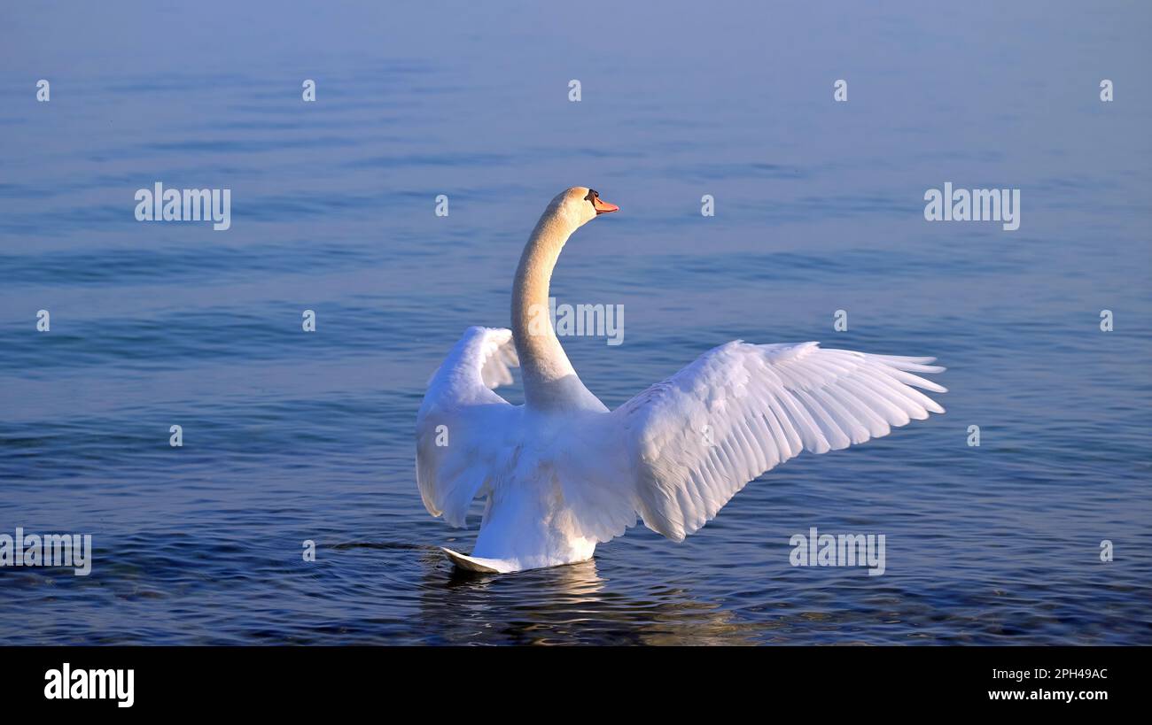 Swan with big spread wing view from behind Stock Photo - Alamy