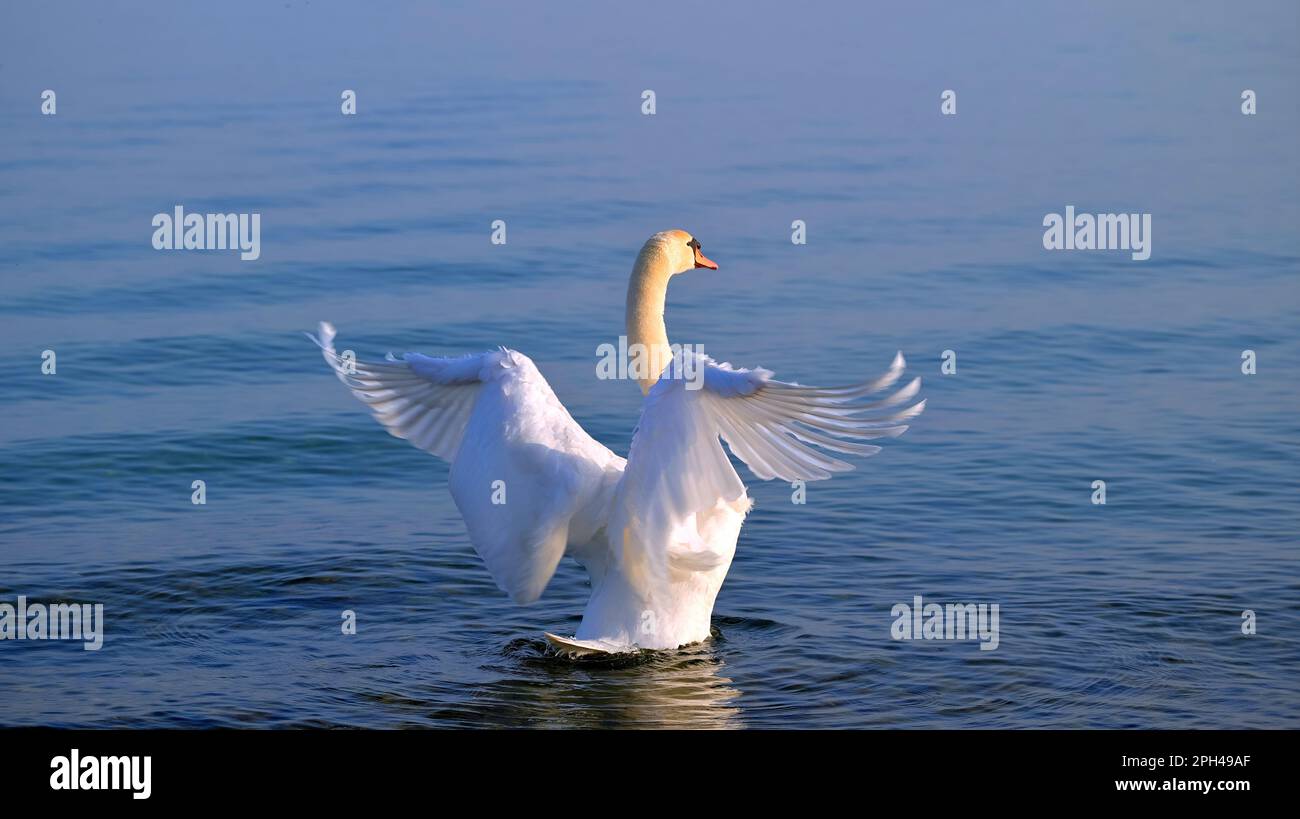 Swan with wings stretched up backwards on the water Stock Photo - Alamy