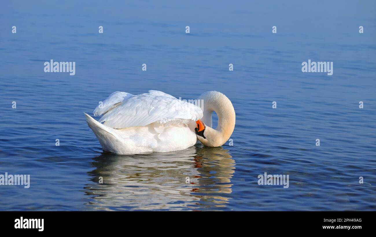 Swan with bent neck preening on the water Stock Photo - Alamy