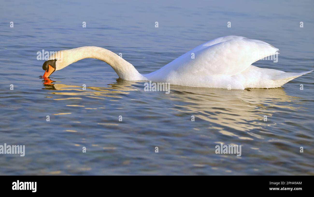 Swan with neck stretched out and beak tip in water Stock Photo - Alamy