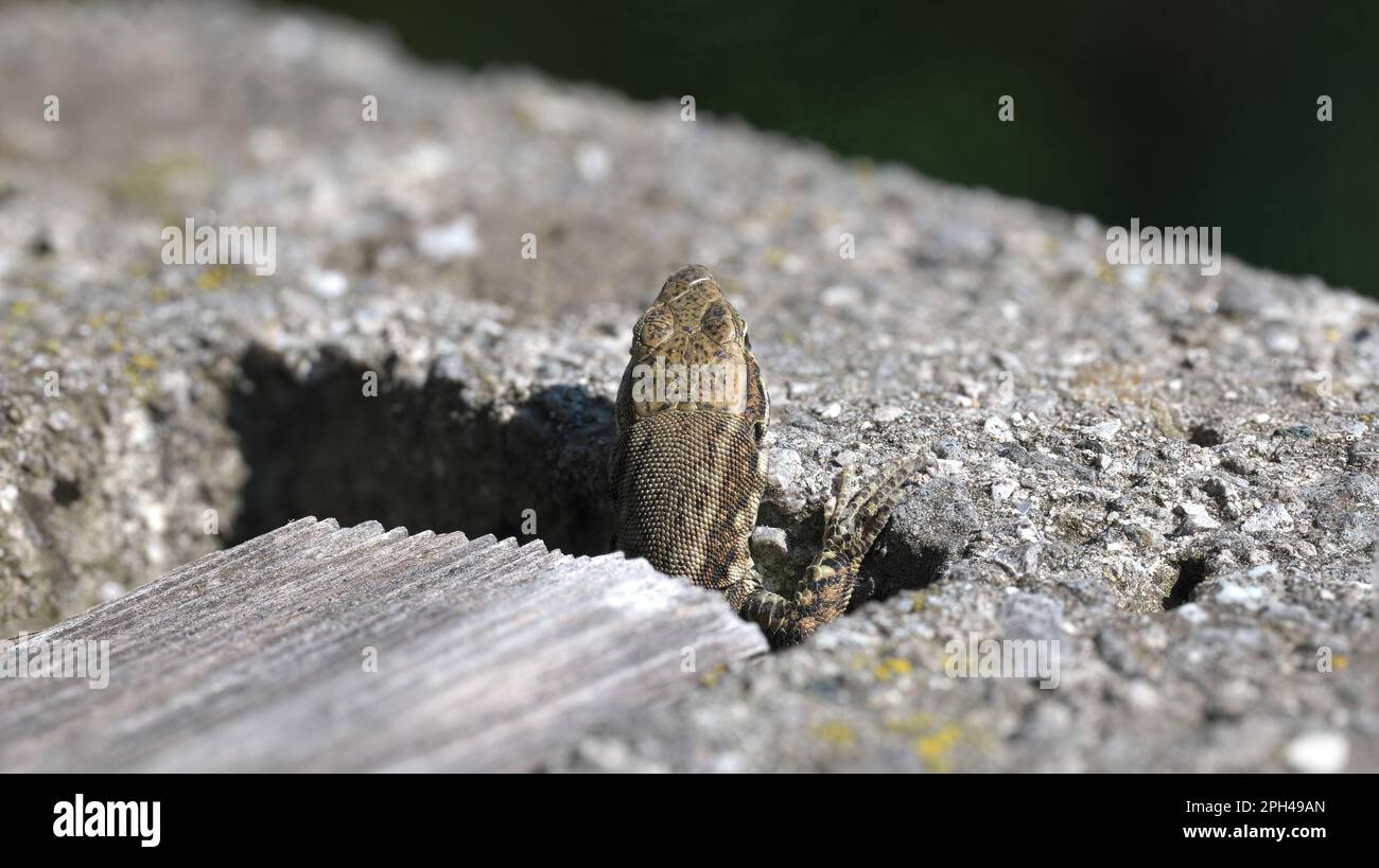 Looking out behind a rock hi-res stock photography and images - Alamy