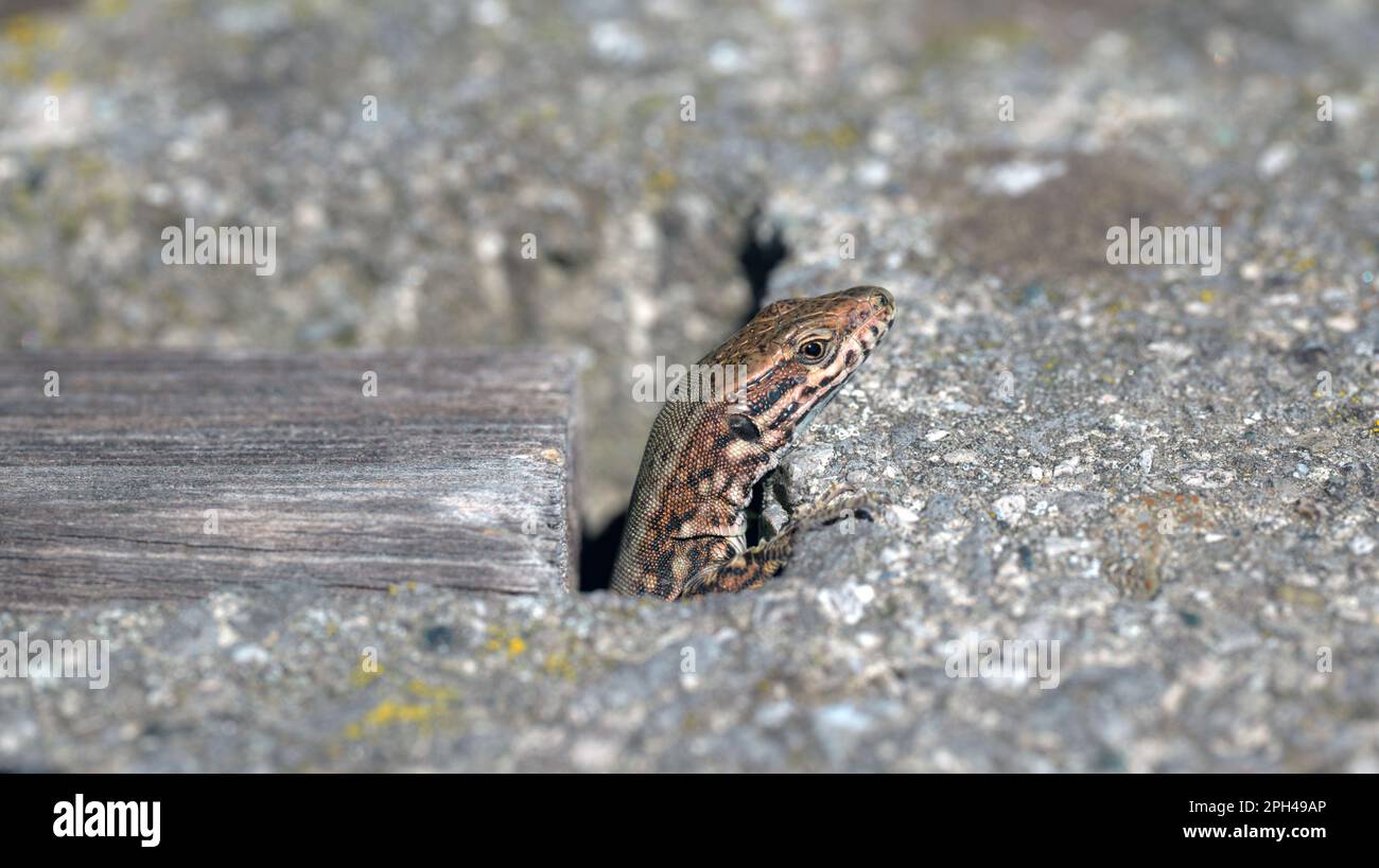 Close up of lizard looking out from wall gap photographed from the side ...