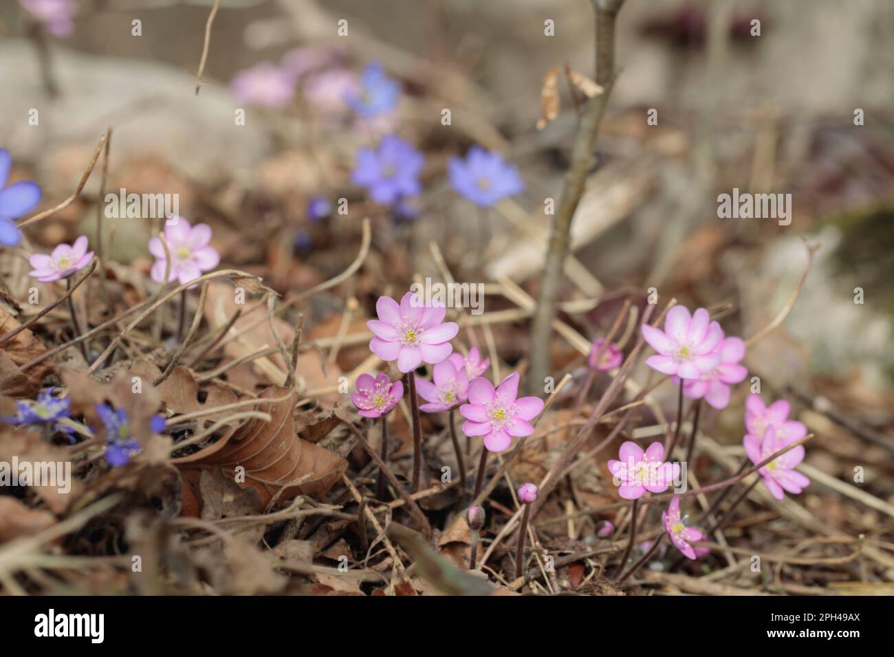 Wild growing liverwort flowers (Anemone hepatica) in mixed colores on ...