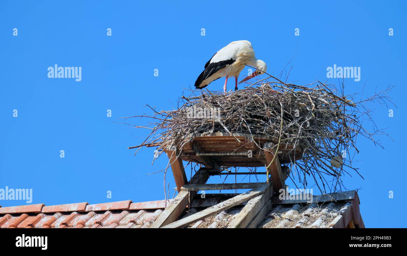 Stork standing in nest on roof with head bowed Stock Photo - Alamy
