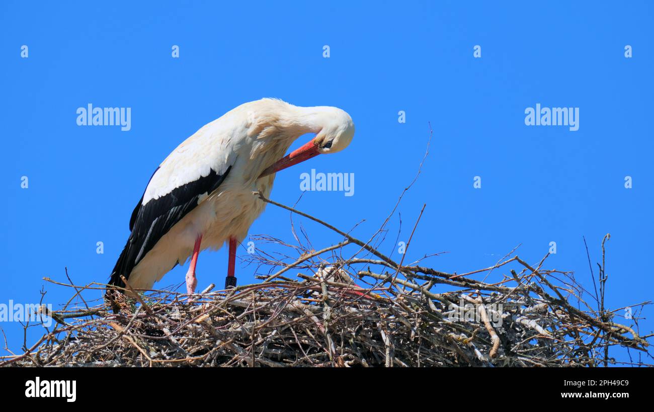 Portrait of a stork standing in its nest made of many branches and ...