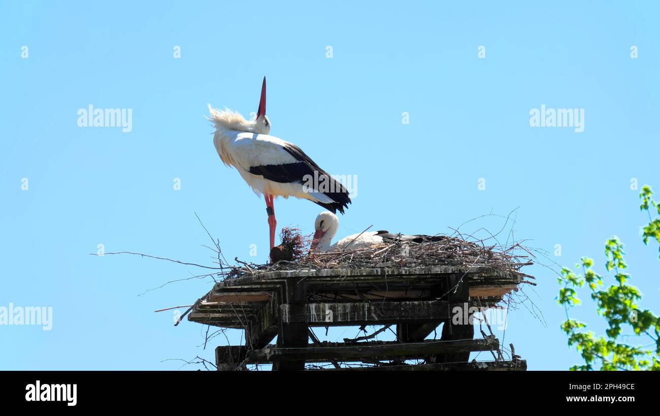 Stork with ringing stands in nest and stretches beak vertically upwards ...