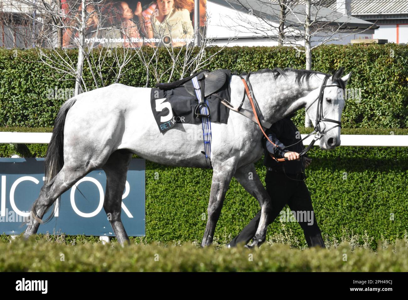 Newbury, UK. 25th Mar 2023. Numitor is led around the parade ring ahead ...