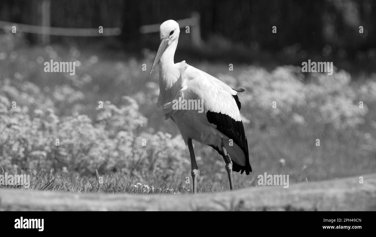 Portrait of a stork standing in meadow with bird ringing in black and ...