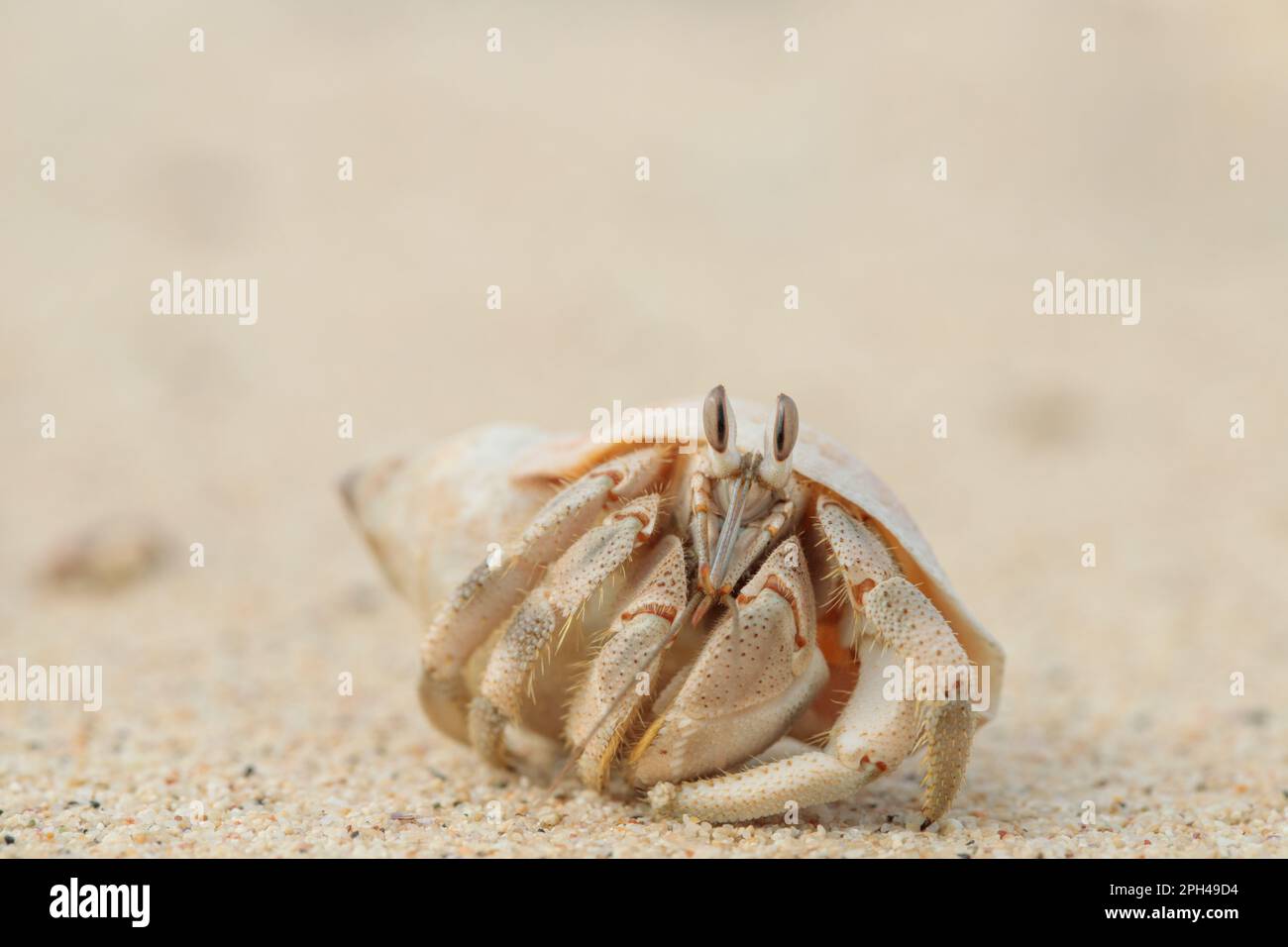Hermit crap hi-res stock photography and images - Alamy
