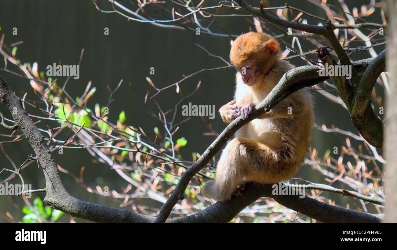 Young barbary ape child sitting on branch in tree looking at his hands ...