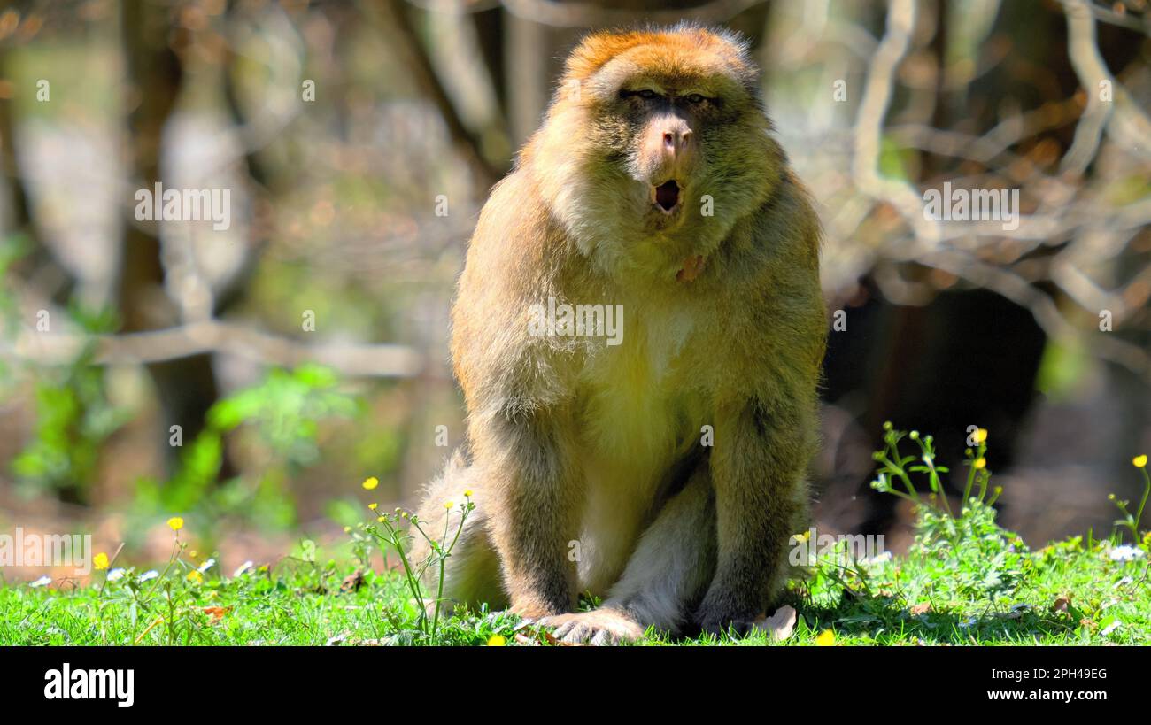 Close up head face barbary macaque hi-res stock photography and images ...