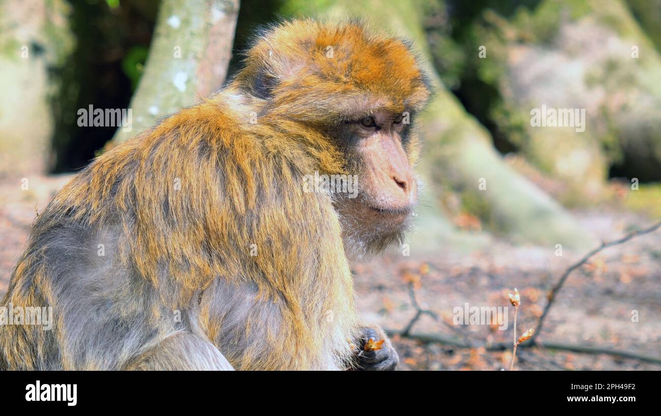 Close up of young barbary ape with small leaf in hand and fly in hair ...