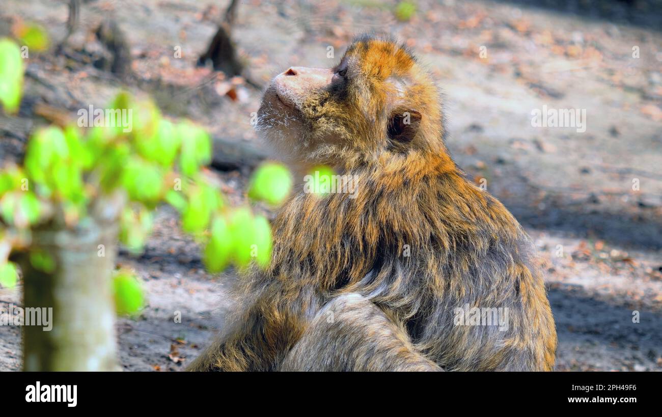 Young barbary ape behind branch sits on ground and looks up sideways ...