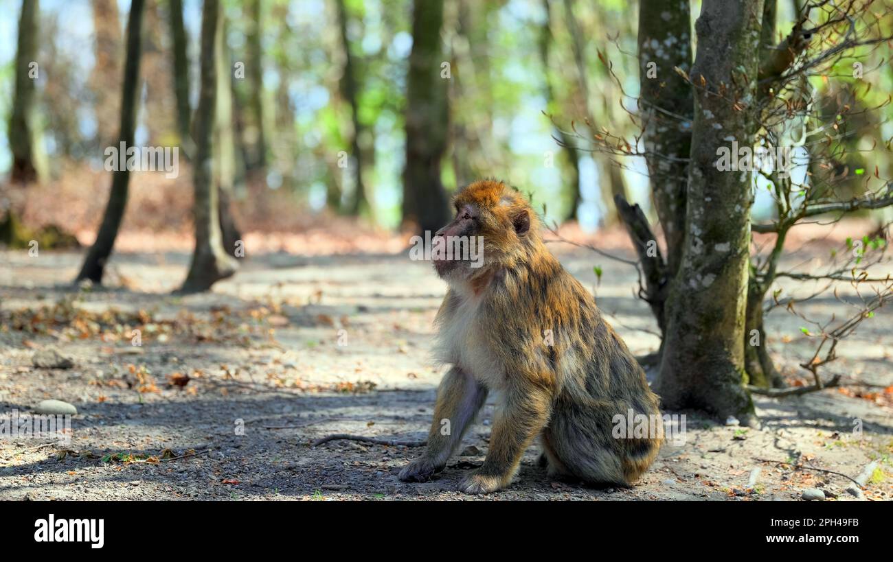 Young barbary ape in front of a tree trunk on the ground looking ...