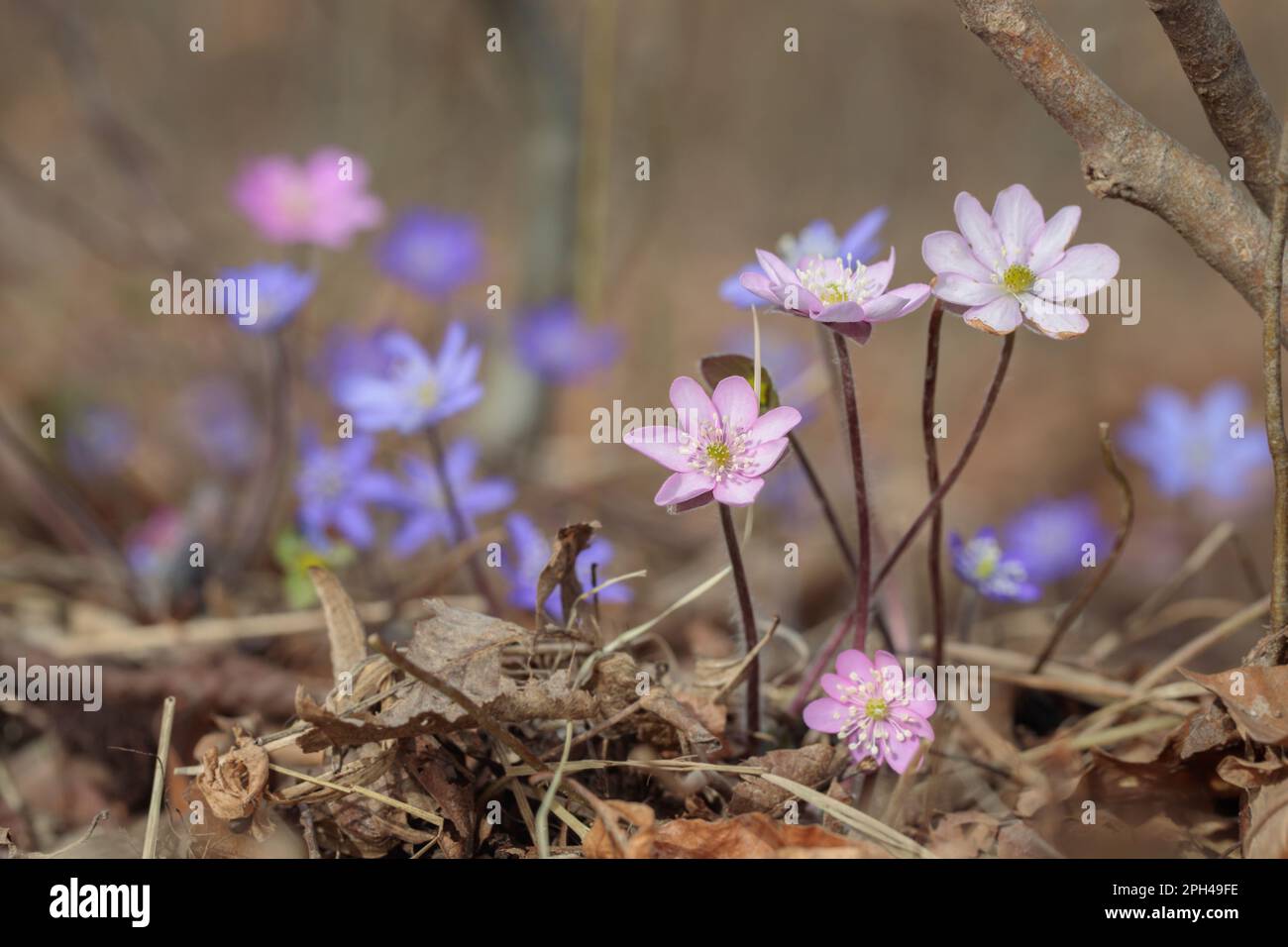 Group of wild growing liverworts (Hepatica triloba) in mixed colors ...