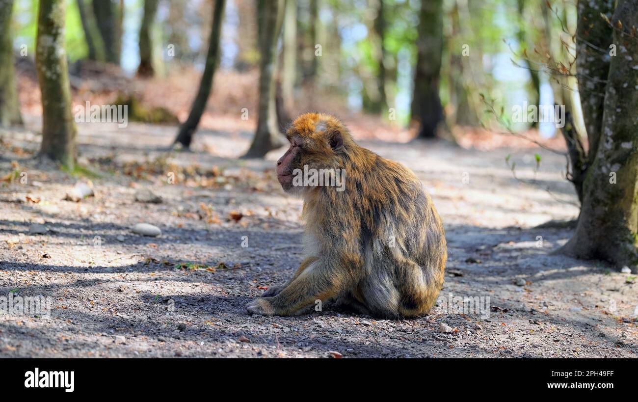 Young barbary ape sits hunched on ground in front of tree trunk looking ...