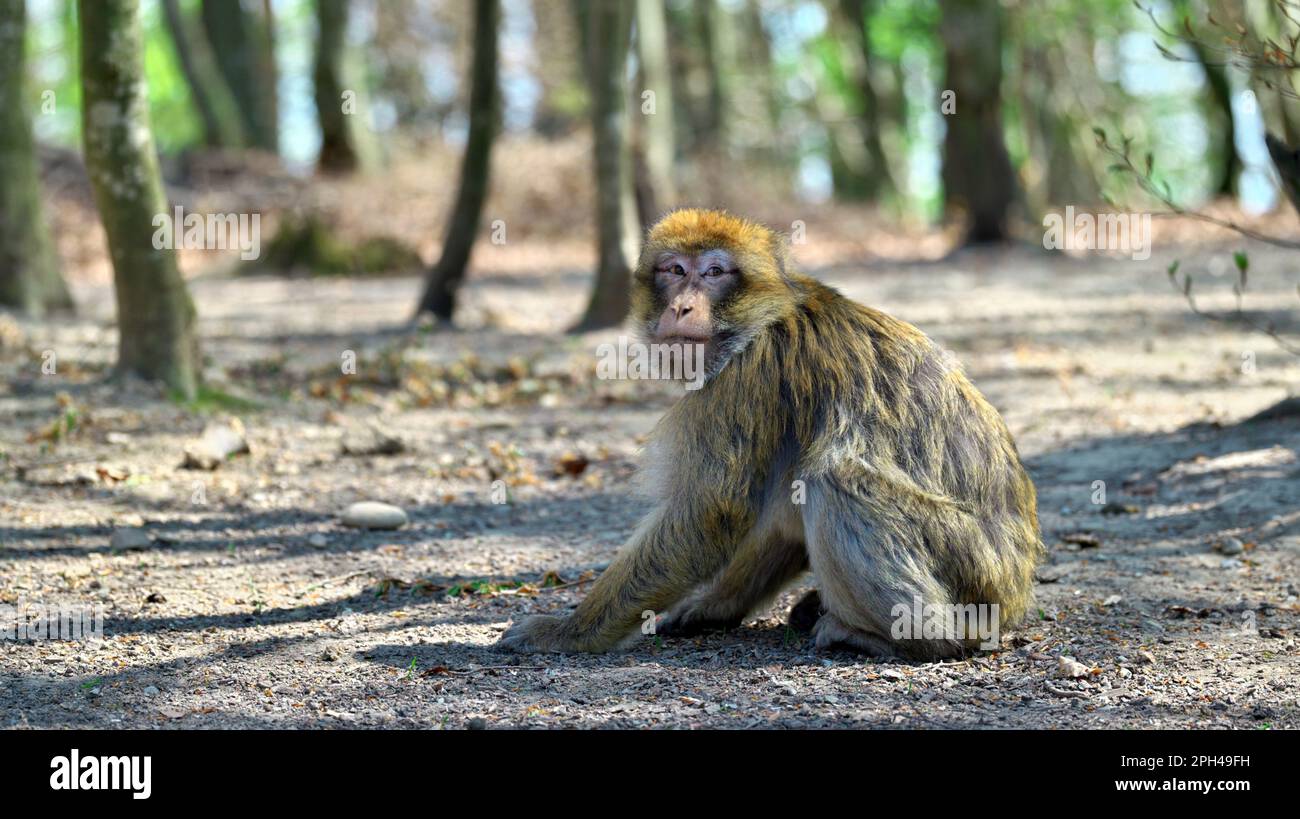 Ape hands hi-res stock photography and images - Alamy