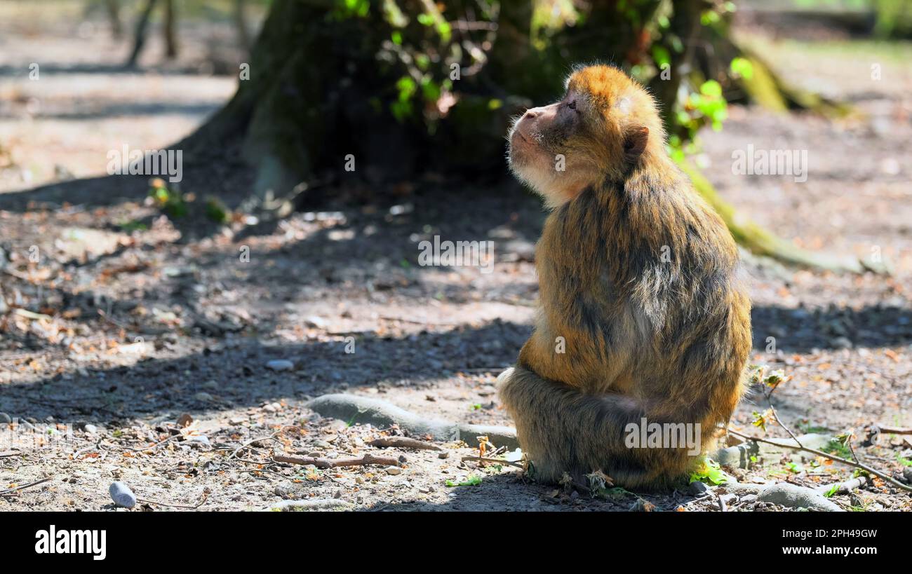 A Barbary ape sits on the ground in the forest and looks slightly ...