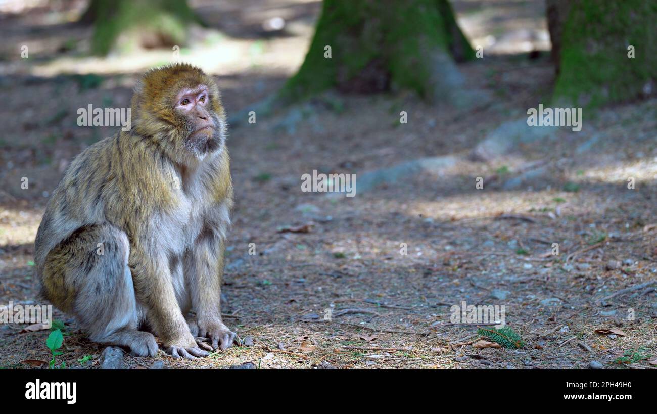 A Barbary ape with sad face sitting on the ground in the forest Stock ...