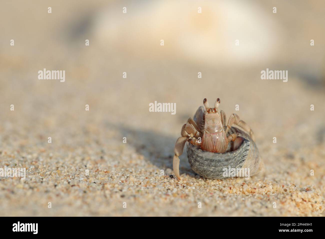Hermit crab lives in a shell on a sandy beach Stock Photo - Alamy