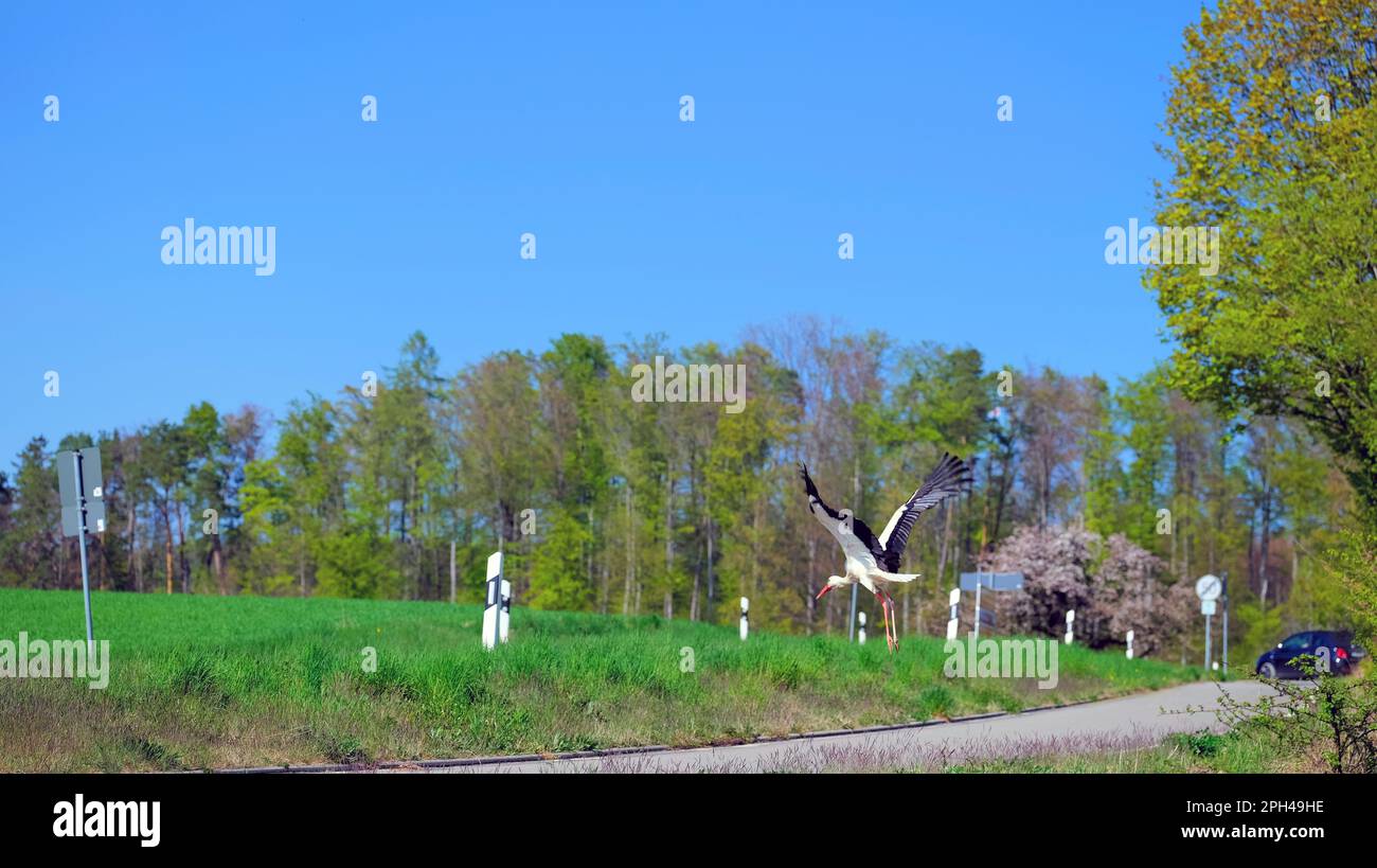 Stork crosses a country road in flight and flies low over Stock Photo ...