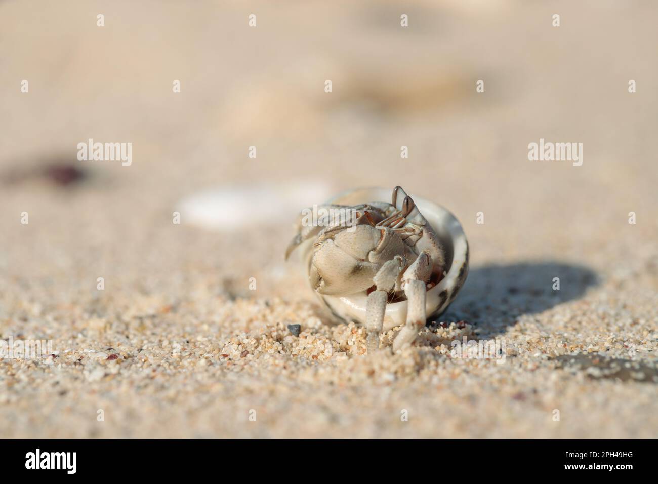 Hermit crab lives in a shell on a sandy beach Stock Photo - Alamy