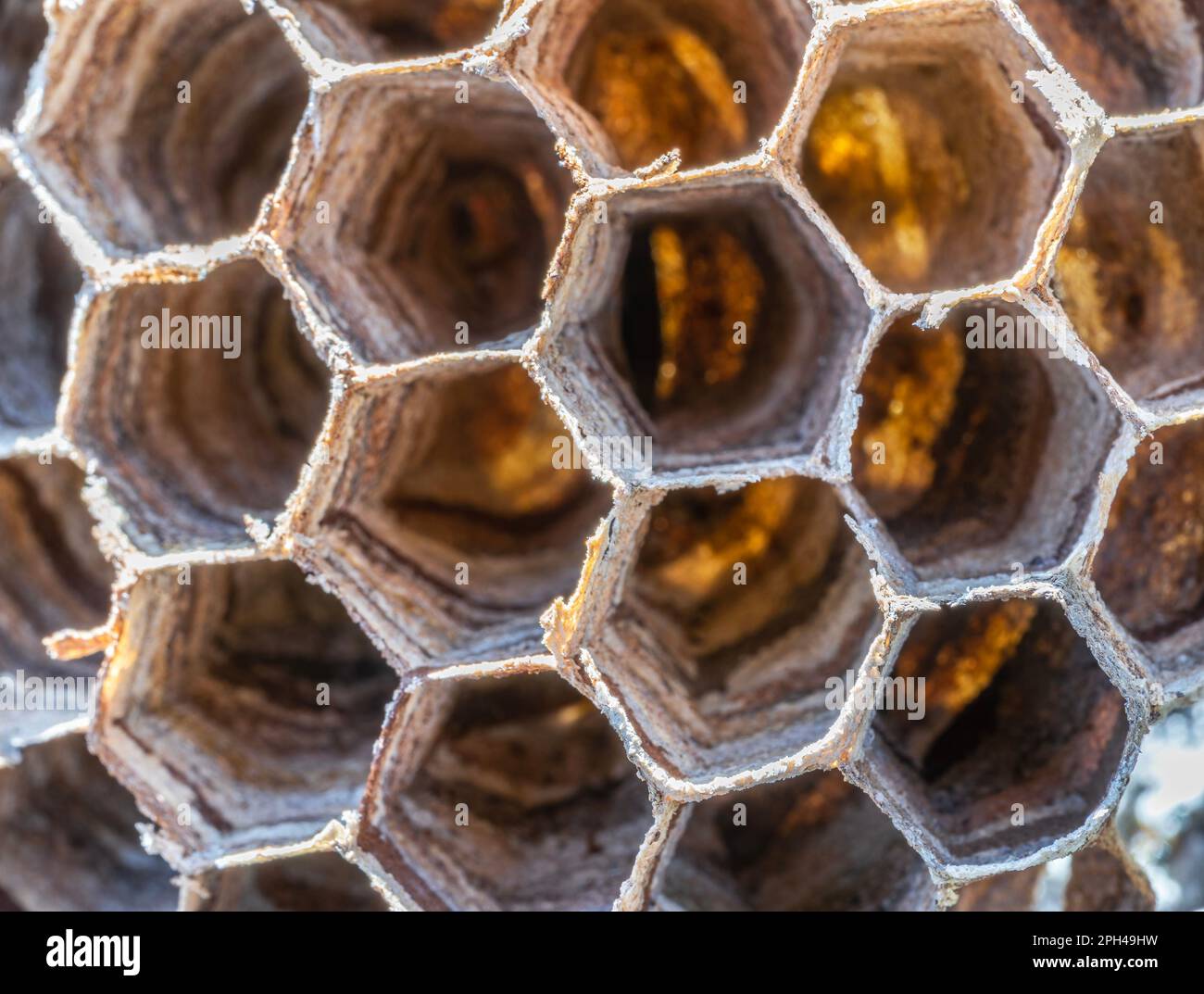 Macro texture of a hornet's nest in nature Stock Photo - Alamy