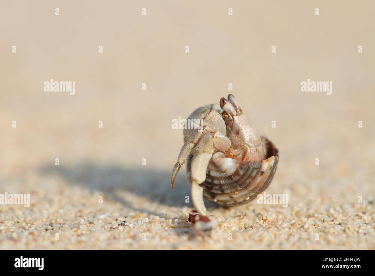 Hermit crab lives in a shell on a sandy beach Stock Photo - Alamy