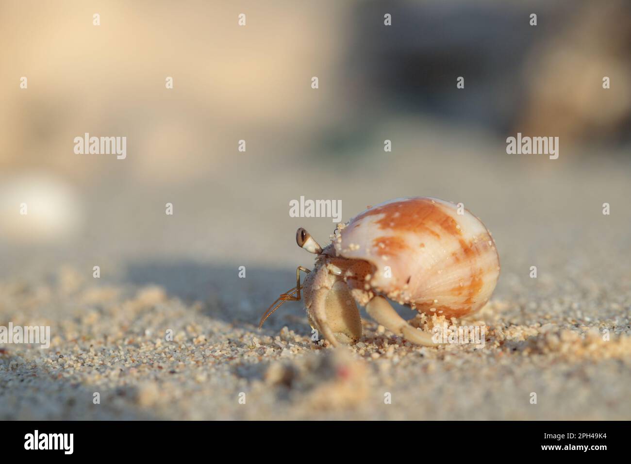 Hermit crab lives in a shell on a sandy beach Stock Photo - Alamy
