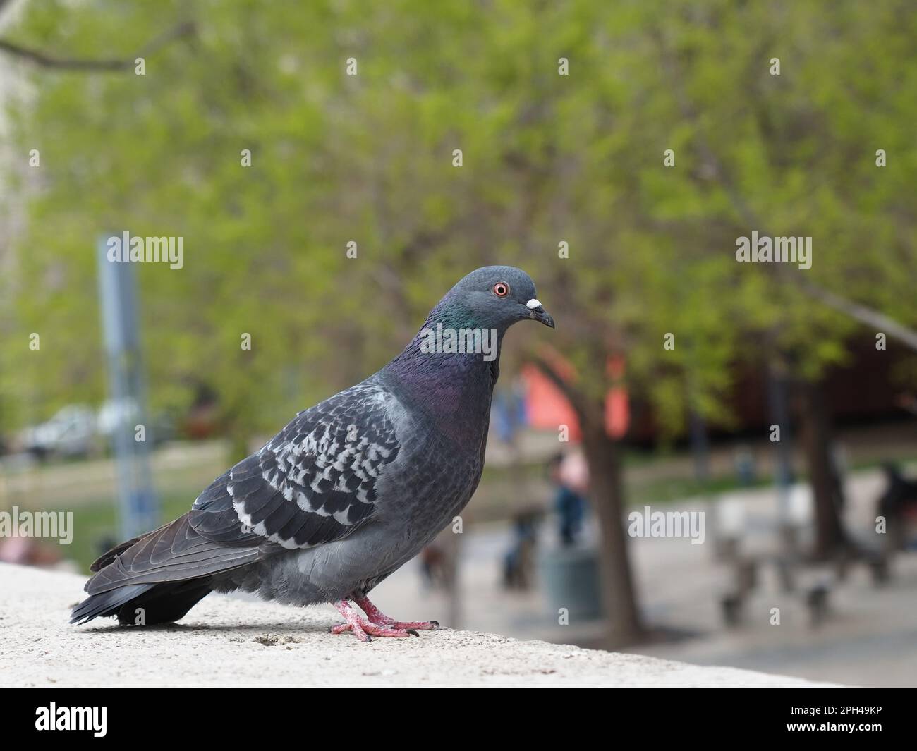 The pigeons (Columbidae), or pigeons as they are commonly known, are a ...