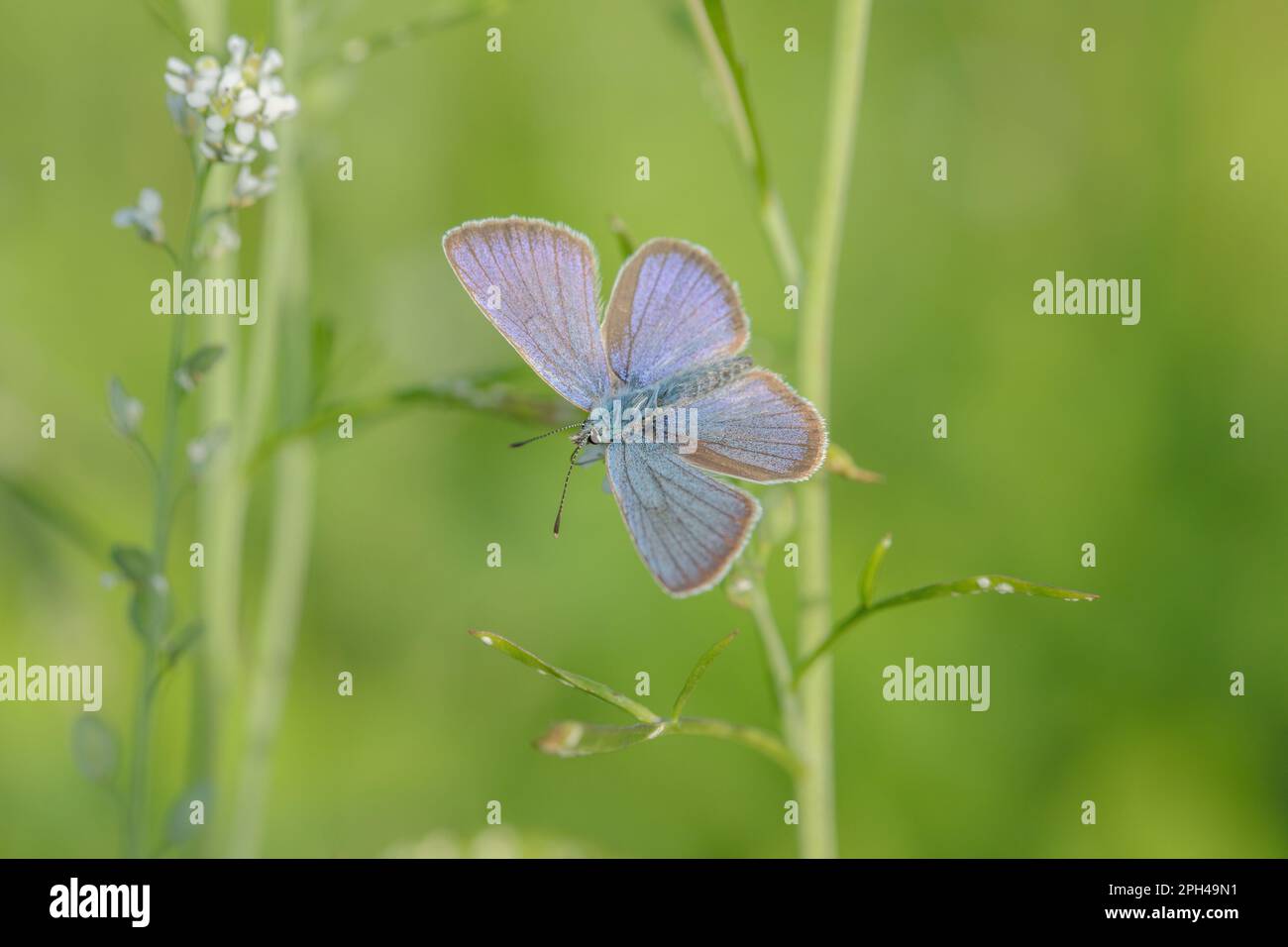Mazarine blue butterfly (Cyaniris semiargus Stock Photo - Alamy