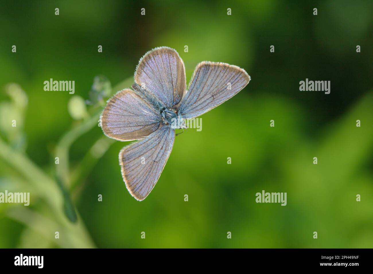 Mazarine blue butterfly (Cyaniris semiargus Stock Photo - Alamy