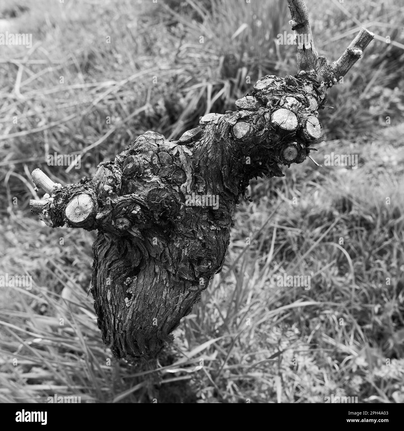 Pruned plant hi-res stock photography and images - Alamy
