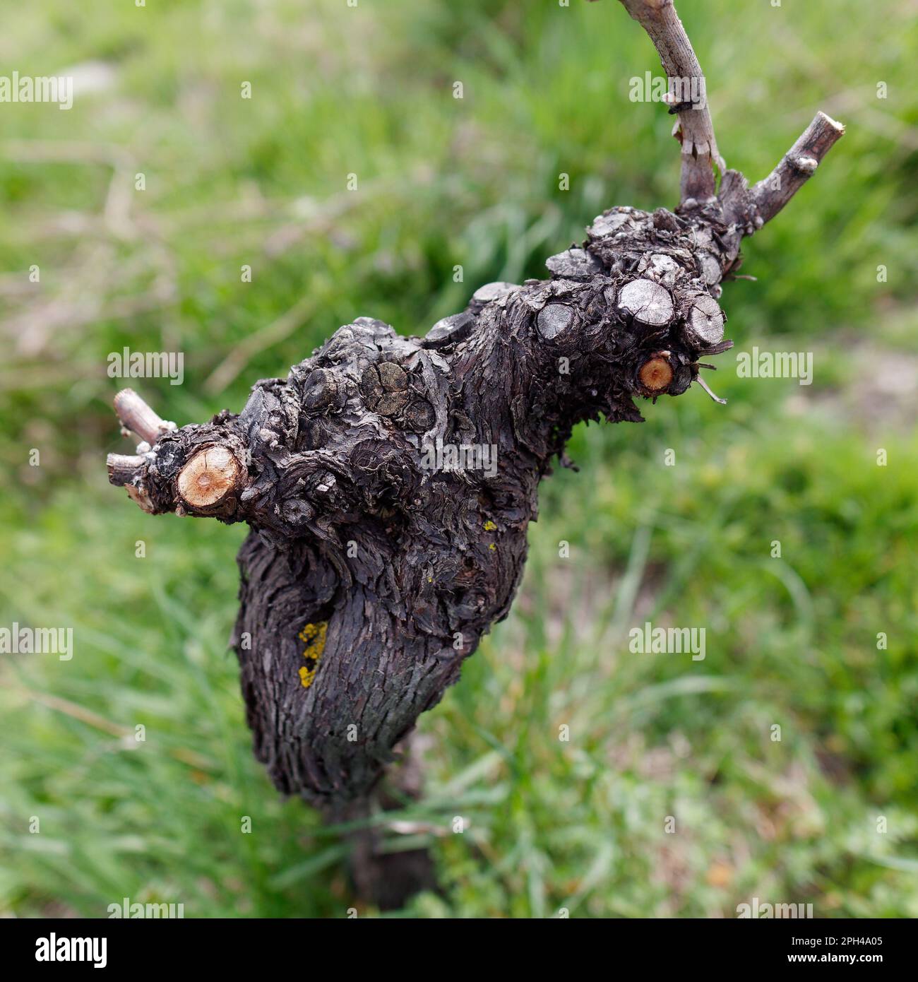 Pruned plant hi-res stock photography and images - Alamy