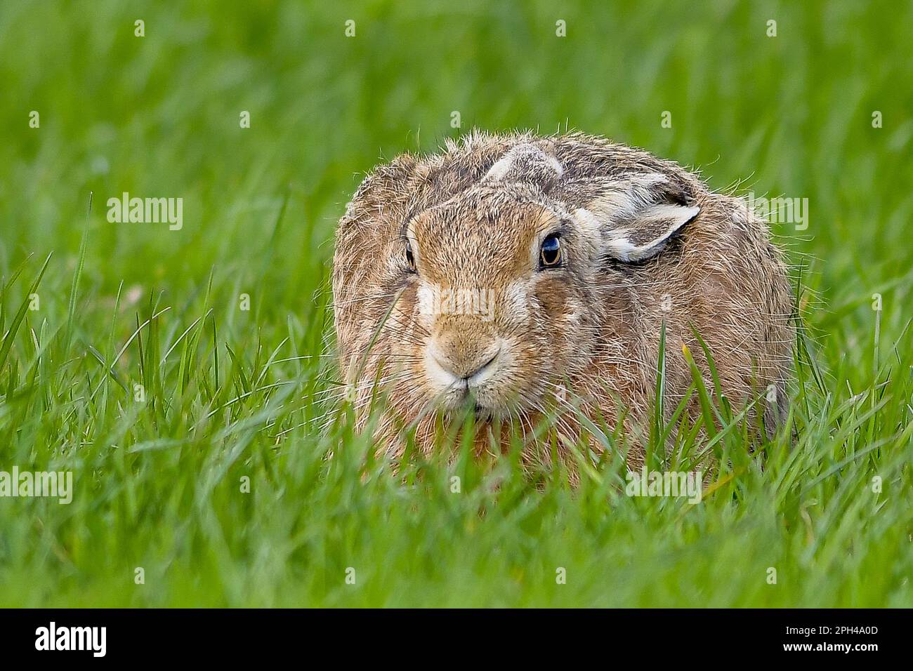 Jack hare hi-res stock photography and images - Alamy