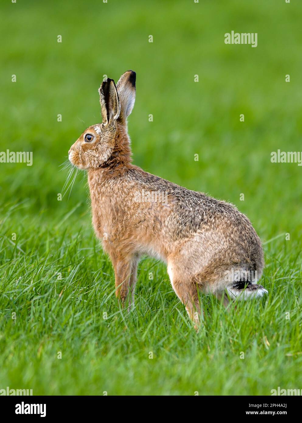 Hare in grass hi-res stock photography and images - Alamy