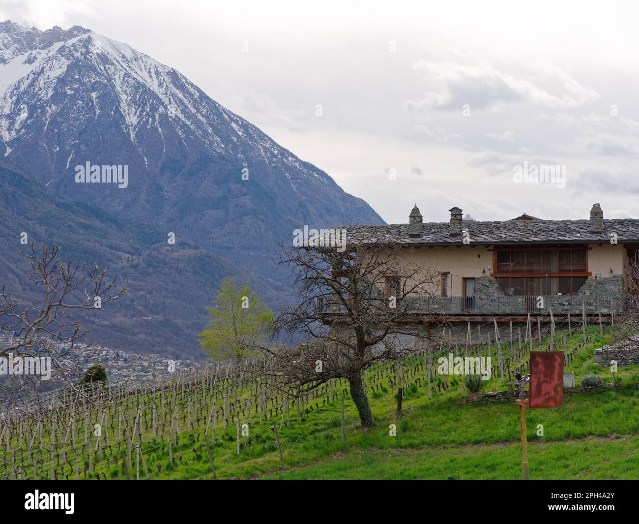 Les Granges vineyard and farmhouse with snow capped alps behind in Nus ...